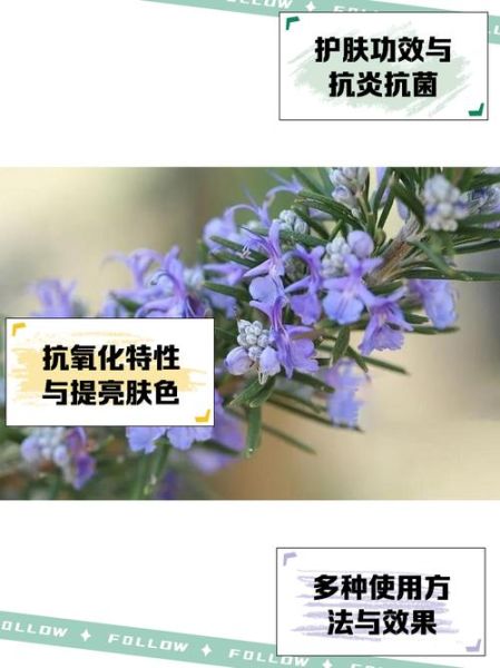马鞭草迷迭香纯露禁忌_孕妇能用吗-第1张图片-山城妙识 马鞭草迷迭香纯露禁忌_孕妇能用吗-第1张图片-山城妙识
