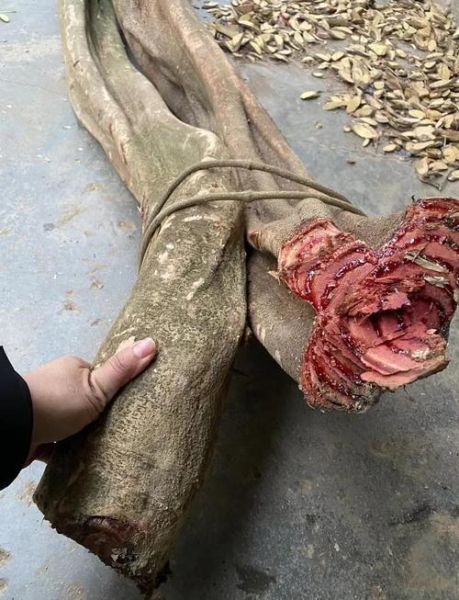 鸡血藤的功效与作用_鸡血藤怎么泡水喝-第2张图片-山城妙识