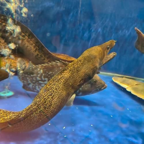 鳗鱼图片欣赏_如何挑选高清鳗鱼照片-第2张图片-山城妙识