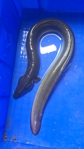 鳗鱼图片欣赏_如何挑选高清鳗鱼照片-第1张图片-山城妙识