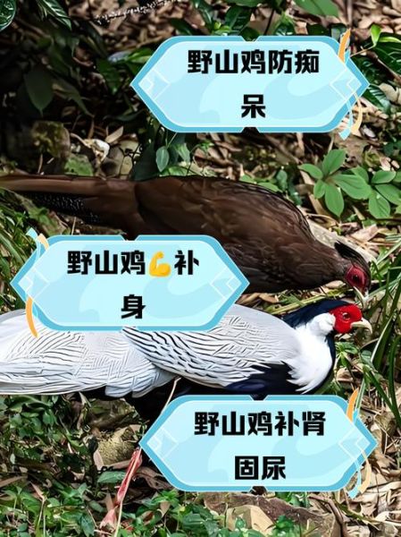 野山鸡养殖赚钱吗_野山鸡养殖技术要点-第2张图片-山城妙识 野山鸡养殖赚钱吗_野山鸡养殖技术要点-第2张图片-山城妙识