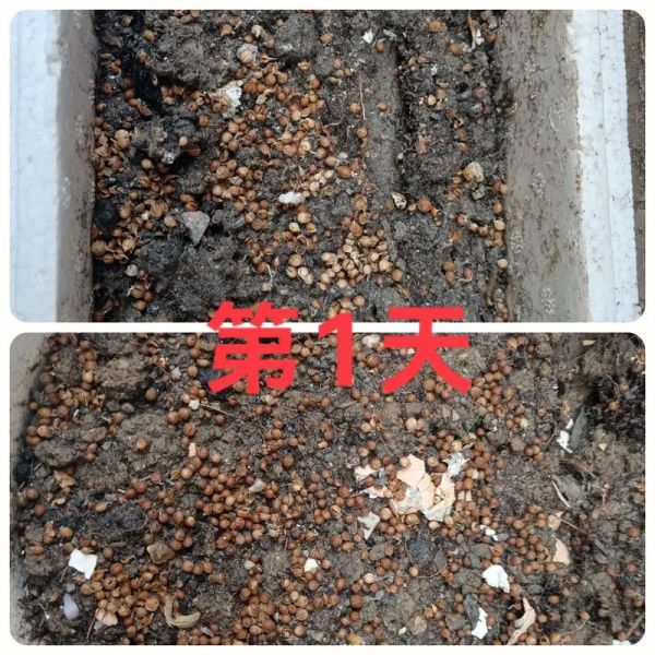 香菜籽怎么种_香菜籽几天发芽-第1张图片-山城妙识