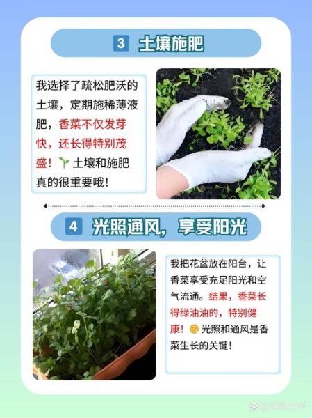 香菜籽怎么种_香菜籽几天发芽-第3张图片-山城妙识