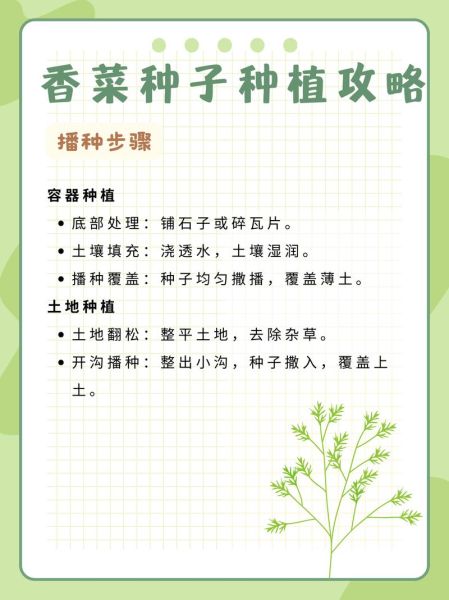 香菜籽怎么种_香菜籽几天发芽-第2张图片-山城妙识