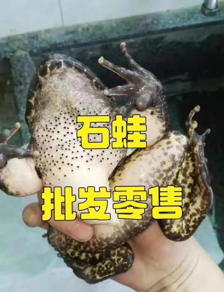 石蛙养殖骗局是真的吗_如何识别石蛙养殖骗局-第1张图片-山城妙识