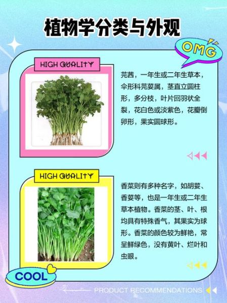 芫荽和香菜是一个东西吗_区别与真相-第1张图片-山城妙识 芫荽和香菜是一个东西吗_区别与真相-第1张图片-山城妙识