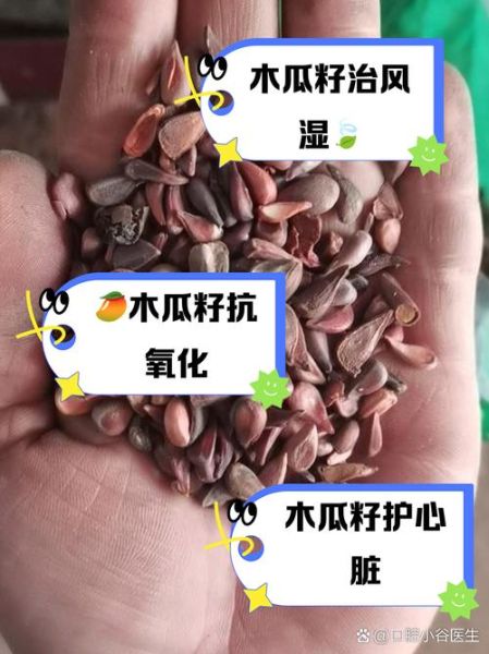 木瓜籽能直接吃吗_木瓜籽怎么吃才安全-第1张图片-山城妙识 木瓜籽能直接吃吗_木瓜籽怎么吃才安全-第1张图片-山城妙识