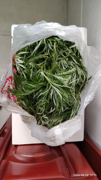 蒌蒿满地芦芽短怎么读_蒌蒿芦芽短拼音是什么-第3张图片-山城妙识 蒌蒿满地芦芽短怎么读_蒌蒿芦芽短拼音是什么-第3张图片-山城妙识