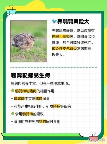 养鹌鹑血本无归_如何避免养鹌鹑亏本-第1张图片-山城妙识