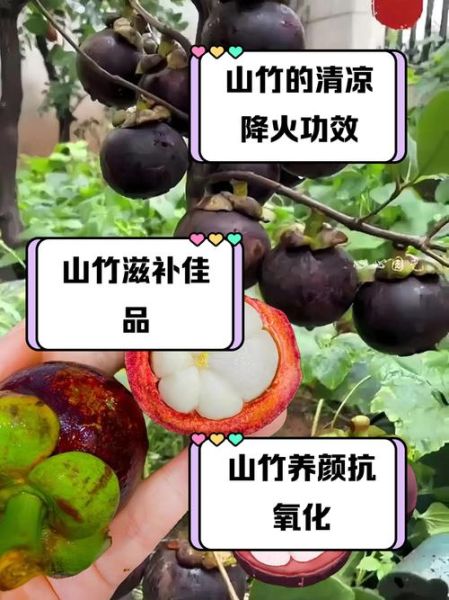 山竹的功效与作用_山竹怎么吃最好-第1张图片-山城妙识 山竹的功效与作用_山竹怎么吃最好-第1张图片-山城妙识