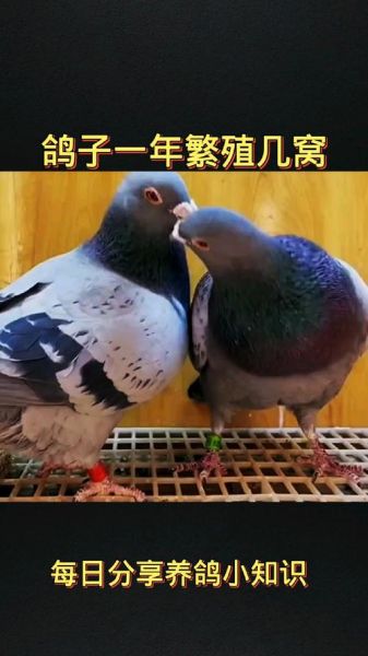 鸽子一年繁殖几窝_如何提高繁殖效率-第1张图片-山城妙识 鸽子一年繁殖几窝_如何提高繁殖效率-第1张图片-山城妙识