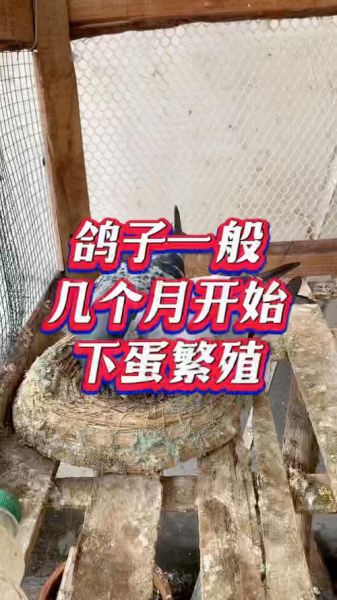 鸽子一年繁殖几窝_如何提高繁殖效率-第3张图片-山城妙识 鸽子一年繁殖几窝_如何提高繁殖效率-第3张图片-山城妙识