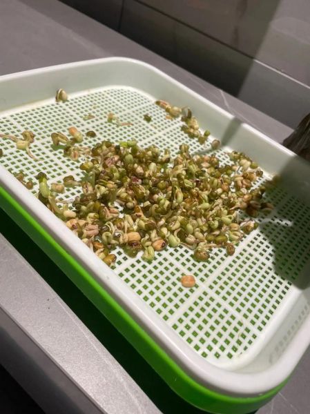 怎么发豆芽菜_家庭无土栽培豆芽方法-第3张图片-山城妙识 怎么发豆芽菜_家庭无土栽培豆芽方法-第3张图片-山城妙识