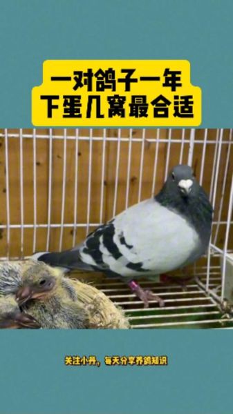 鸽子一年繁殖几窝_如何提高繁殖效率-第2张图片-山城妙识 鸽子一年繁殖几窝_如何提高繁殖效率-第2张图片-山城妙识