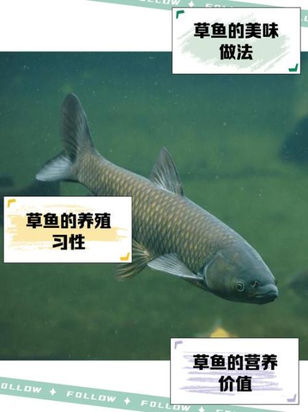 草鱼多少钱一斤_草鱼价格行情最新价-第2张图片-山城妙识