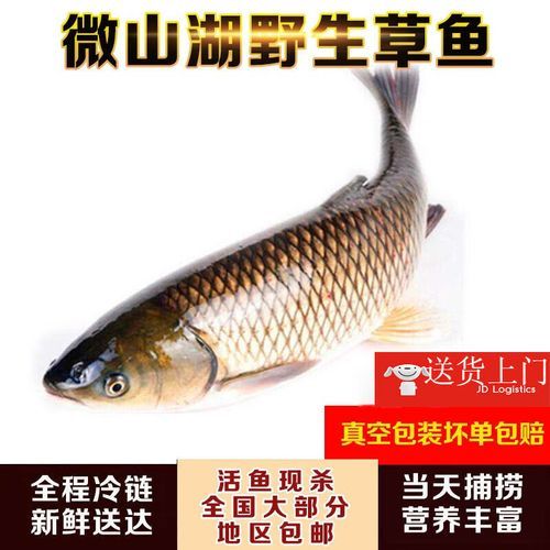 草鱼多少钱一斤_草鱼价格行情最新价-第3张图片-山城妙识