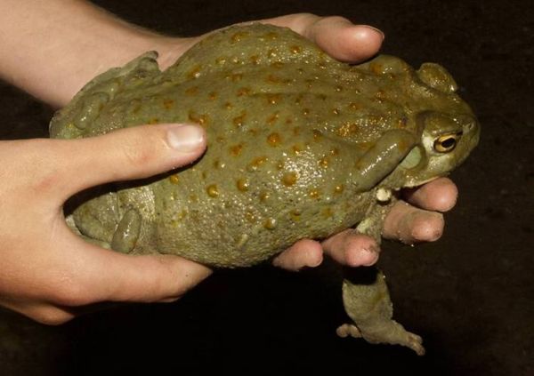 蟾蜍的毒性能毒死人吗_中毒后多久会死-第3张图片-山城妙识 蟾蜍的毒性能毒死人吗_中毒后多久会死-第3张图片-山城妙识