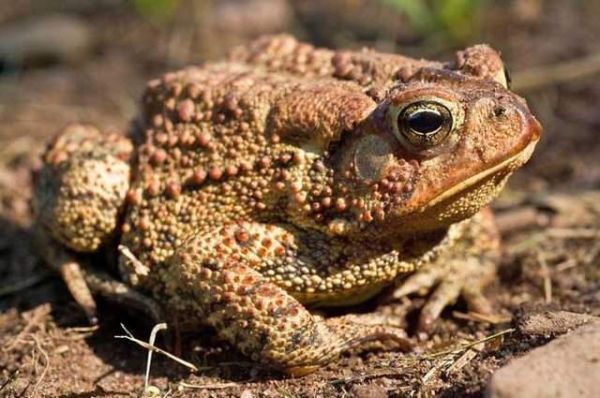 蟾蜍的毒性能毒死人吗_中毒后多久会死-第2张图片-山城妙识 蟾蜍的毒性能毒死人吗_中毒后多久会死-第2张图片-山城妙识