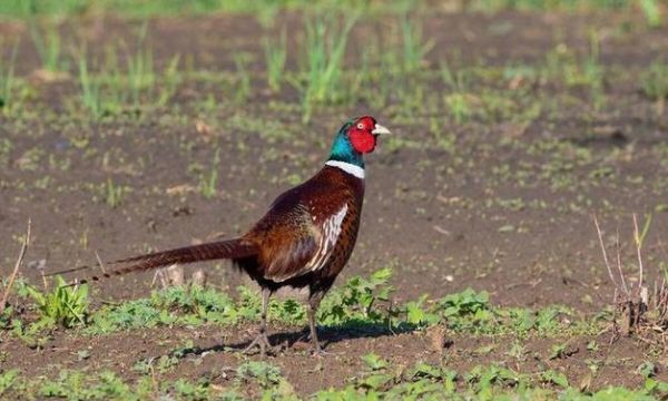 野鸡怎么做好吃_野鸡去腥方法-第2张图片-山城妙识