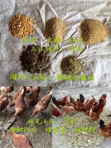 野鸡怎么做好吃_野鸡去腥方法-第3张图片-山城妙识