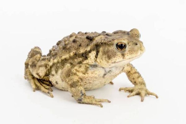 蟾蜍的毒性能毒死人吗_中毒后多久会死-第1张图片-山城妙识 蟾蜍的毒性能毒死人吗_中毒后多久会死-第1张图片-山城妙识