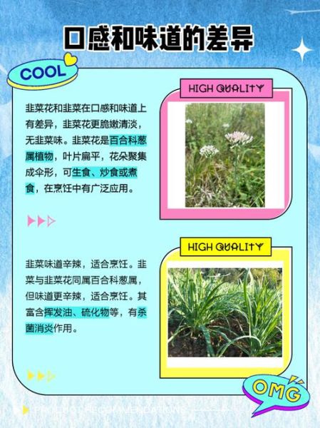 韭菜花吃多了有什么危害_韭菜花的副作用有哪些-第2张图片-山城妙识 韭菜花吃多了有什么危害_韭菜花的副作用有哪些-第2张图片-山城妙识