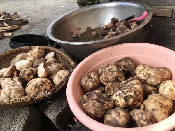 魔芋豆腐是发物吗_术后能吃吗-第3张图片-山城妙识 魔芋豆腐是发物吗_术后能吃吗-第3张图片-山城妙识