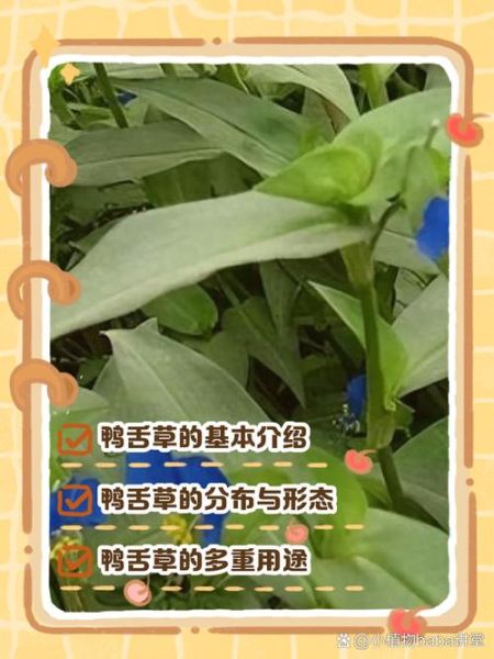 鸭舌草煮水喝有什么功效_鸭舌草水的禁忌人群-第2张图片-山城妙识