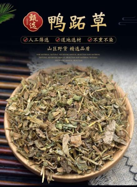 鸭舌草煮水喝有什么功效_鸭舌草水的禁忌人群-第3张图片-山城妙识