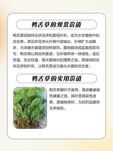 鸭舌草煮水喝有什么功效_鸭舌草水的禁忌人群-第1张图片-山城妙识