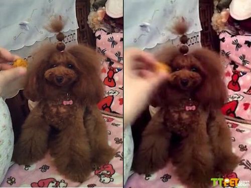 莲蓬乳是什么_莲蓬乳会传染吗-第3张图片-山城妙识 莲蓬乳是什么_莲蓬乳会传染吗-第3张图片-山城妙识