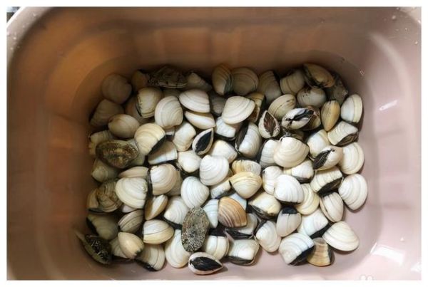 白贝怎么清洗才干净_白贝焯水几分钟最佳-第2张图片-山城妙识