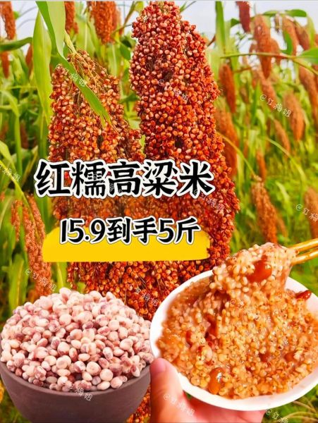 粘高粱米的功效与作用_粘高粱米适合什么人吃-第2张图片-山城妙识