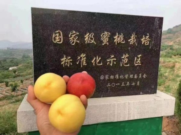 黄油桃产地在哪里_如何挑选正宗黄油桃-第3张图片-山城妙识 黄油桃产地在哪里_如何挑选正宗黄油桃-第3张图片-山城妙识