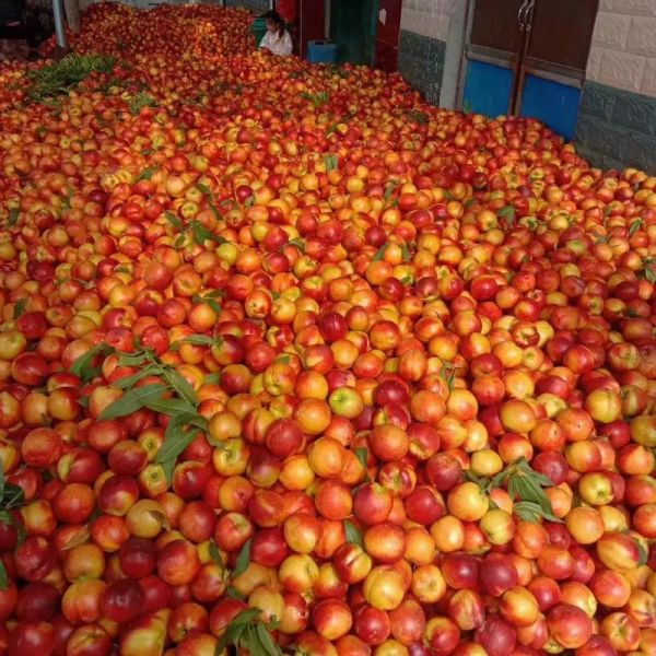 黄油桃产地在哪里_如何挑选正宗黄油桃-第1张图片-山城妙识 黄油桃产地在哪里_如何挑选正宗黄油桃-第1张图片-山城妙识