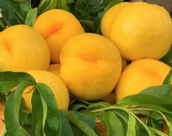 黄油桃产地在哪里_如何挑选正宗黄油桃-第2张图片-山城妙识 黄油桃产地在哪里_如何挑选正宗黄油桃-第2张图片-山城妙识