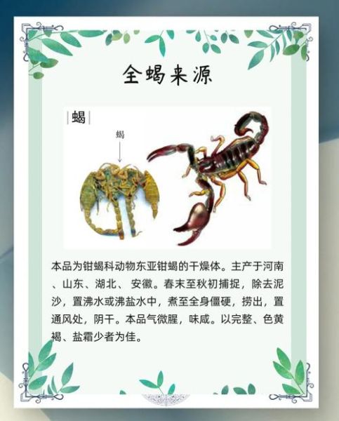 全蝎的功效与作用_全蝎的副作用有哪些-第1张图片-山城妙识 全蝎的功效与作用_全蝎的副作用有哪些-第1张图片-山城妙识
