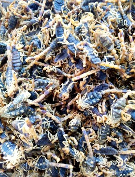 全蝎的功效与作用_全蝎的副作用有哪些-第3张图片-山城妙识 全蝎的功效与作用_全蝎的副作用有哪些-第3张图片-山城妙识