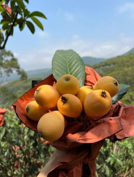 山枇杷的功效与作用_山枇杷怎么吃效果最好-第1张图片-山城妙识