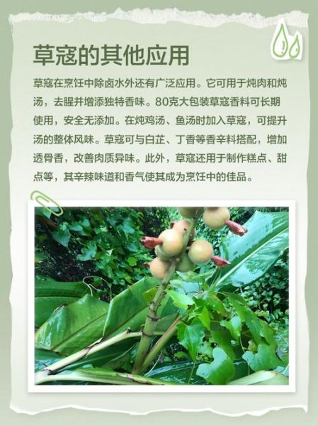 草寇是什么意思_草寇与山贼区别-第1张图片-山城妙识