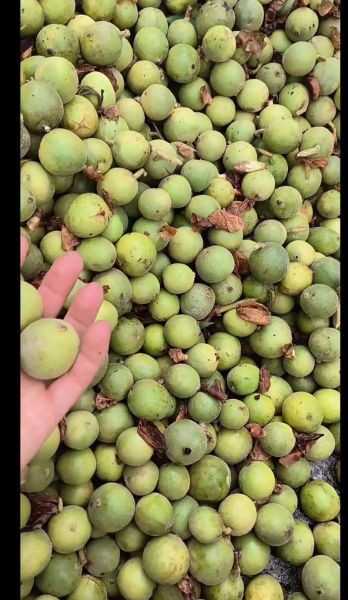 草寇是什么意思_草寇与山贼区别-第2张图片-山城妙识