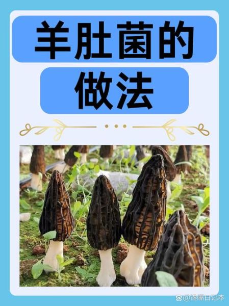 羊肚菌怎么做好吃_羊肚菌食用禁忌有哪些-第2张图片-山城妙识 羊肚菌怎么做好吃_羊肚菌食用禁忌有哪些-第2张图片-山城妙识