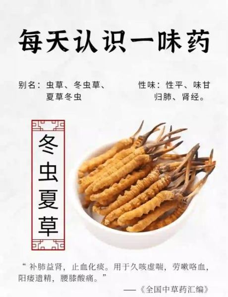 冬虫夏草有什么功效_怎么吃效果最好-第1张图片-山城妙识 冬虫夏草有什么功效_怎么吃效果最好-第1张图片-山城妙识
