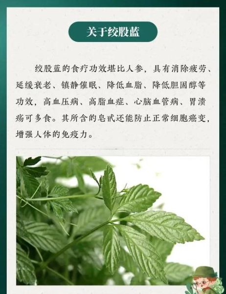 绞股蓝图片_如何辨别真假-第1张图片-山城妙识 绞股蓝图片_如何辨别真假-第1张图片-山城妙识