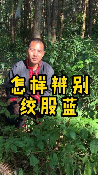 绞股蓝图片_如何辨别真假-第3张图片-山城妙识 绞股蓝图片_如何辨别真假-第3张图片-山城妙识