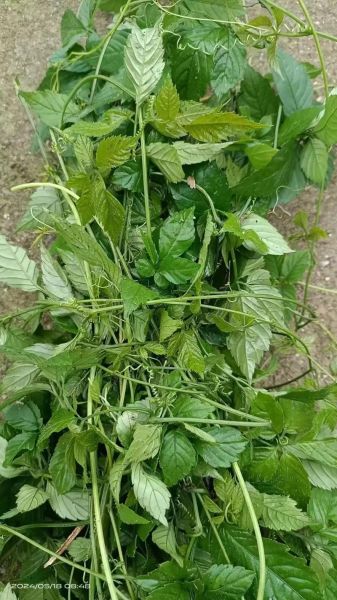 绞股蓝图片_如何辨别真假-第2张图片-山城妙识 绞股蓝图片_如何辨别真假-第2张图片-山城妙识