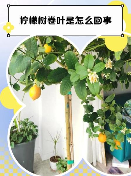 柠檬叶子卷曲怎么回事_如何补救-第1张图片-山城妙识 柠檬叶子卷曲怎么回事_如何补救-第1张图片-山城妙识