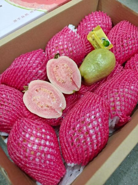 草莓番石榴图片_如何挑选成熟果实-第1张图片-山城妙识