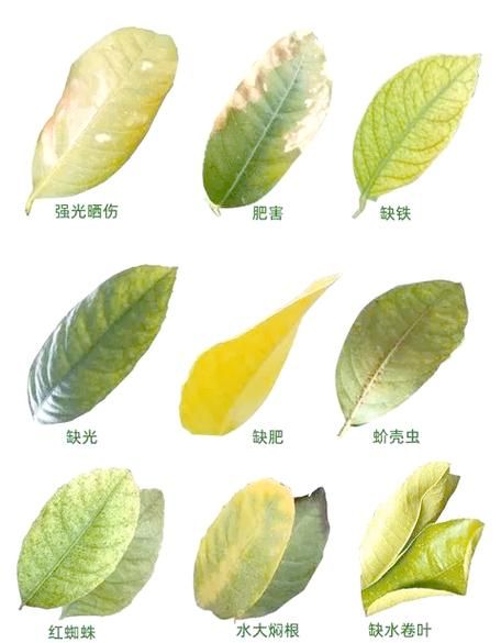 柠檬叶子卷曲怎么回事_如何补救-第2张图片-山城妙识 柠檬叶子卷曲怎么回事_如何补救-第2张图片-山城妙识