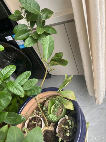 柠檬叶子卷曲怎么回事_如何补救-第3张图片-山城妙识 柠檬叶子卷曲怎么回事_如何补救-第3张图片-山城妙识